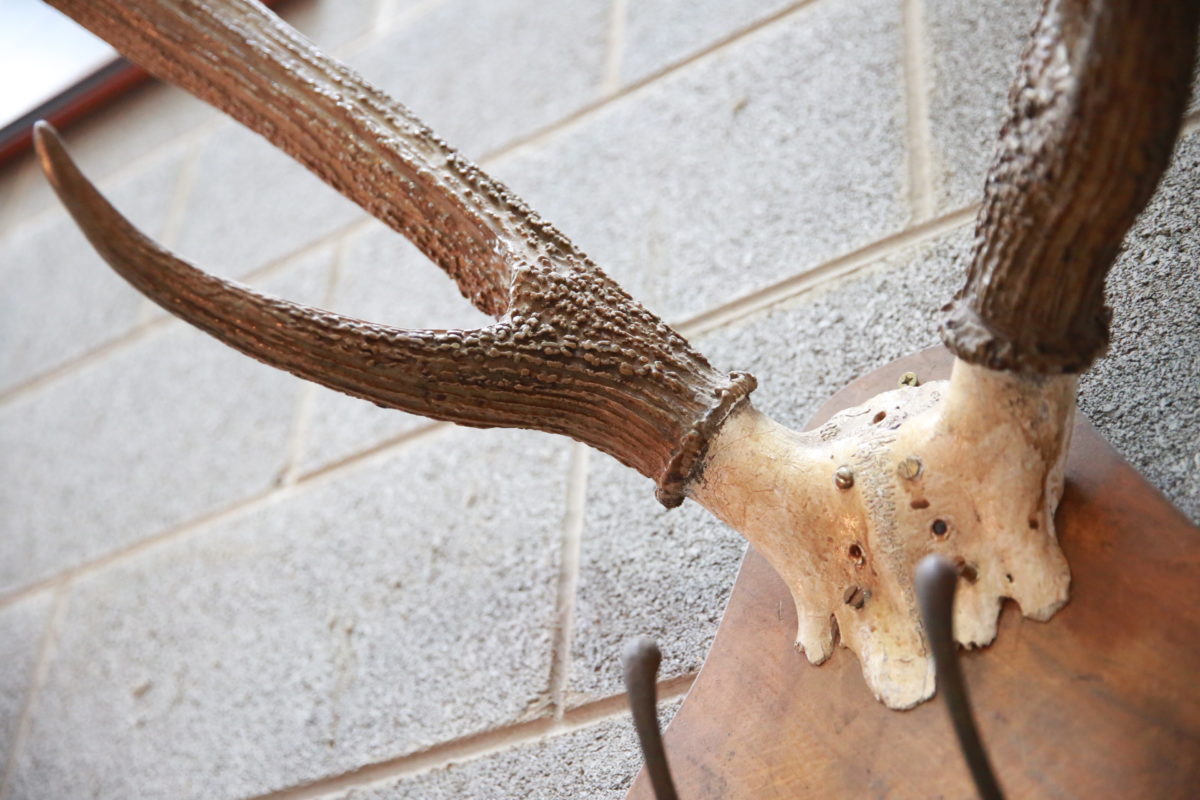 6 Point Red Stag Antlers on Shield Mount with Coathooks - On The Square ...