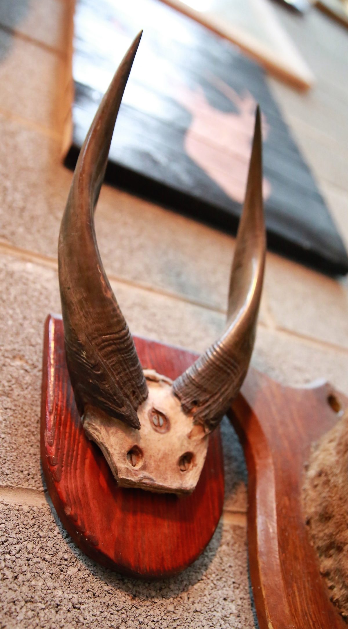 Horned Ram Skull on Shield Mount - On The Square Emporium
