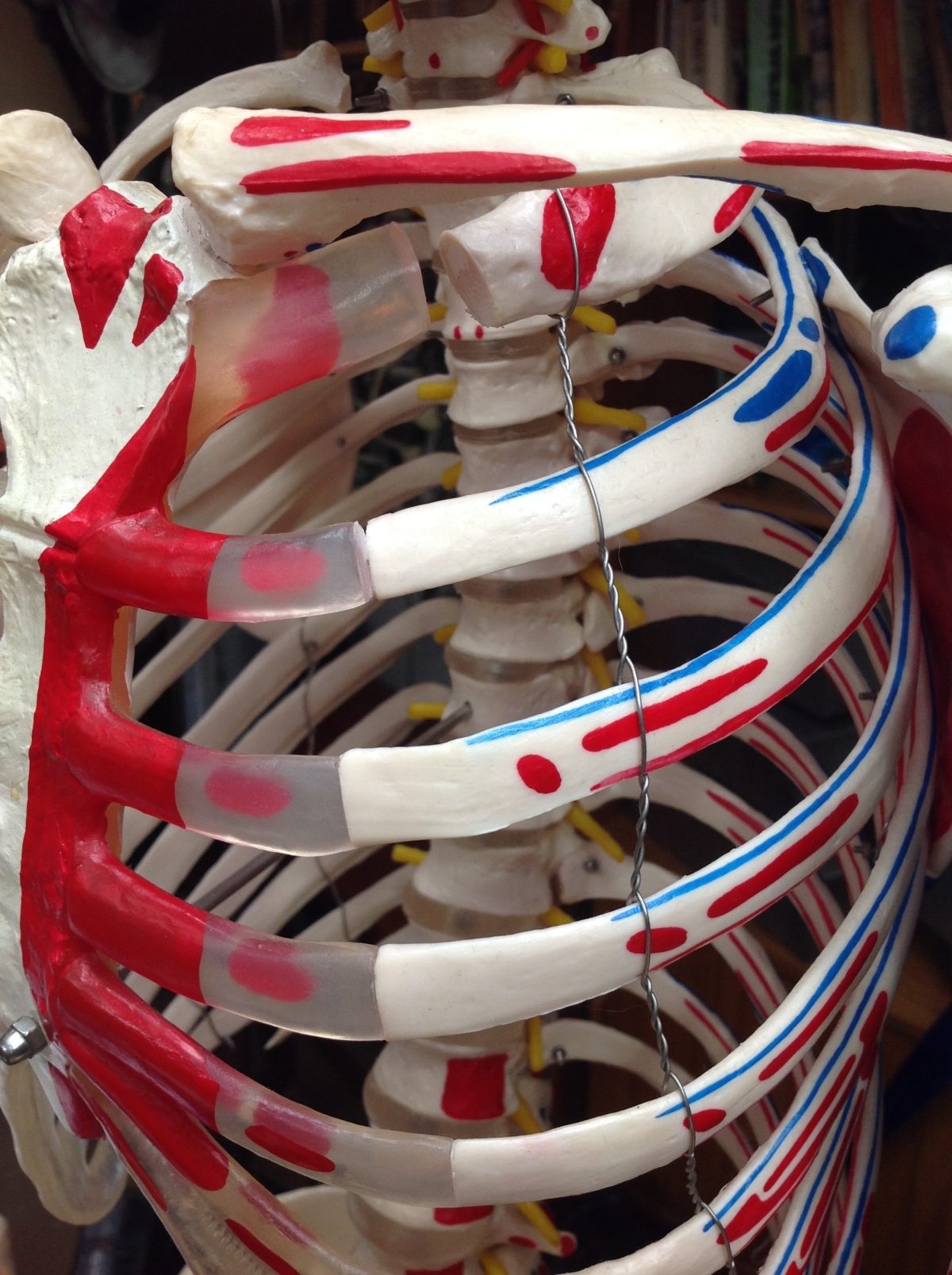 Life-size Model of Human Skeleton - On The Square Emporium