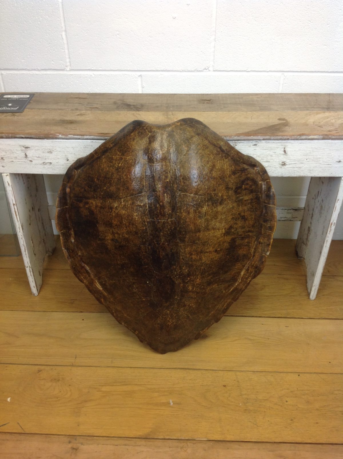 TD267 Large Turtle Shell - On The Square Emporium