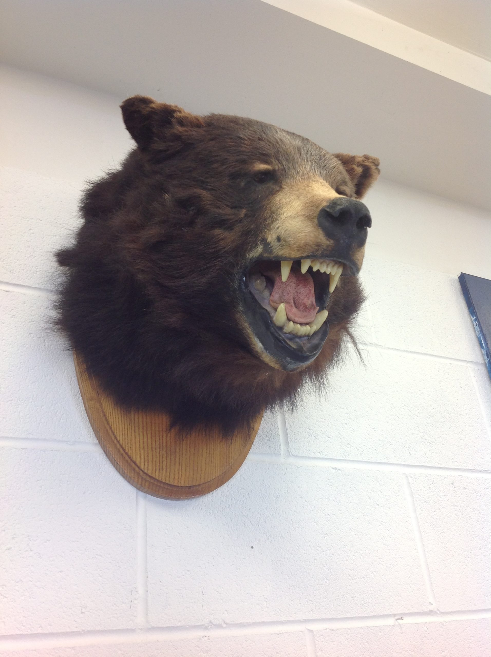 Taxidermy Bear Head on Plaque – On The Square Emporium