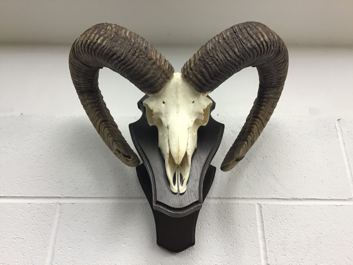 Impressive wall-mounted rams horns - On The Square Emporium