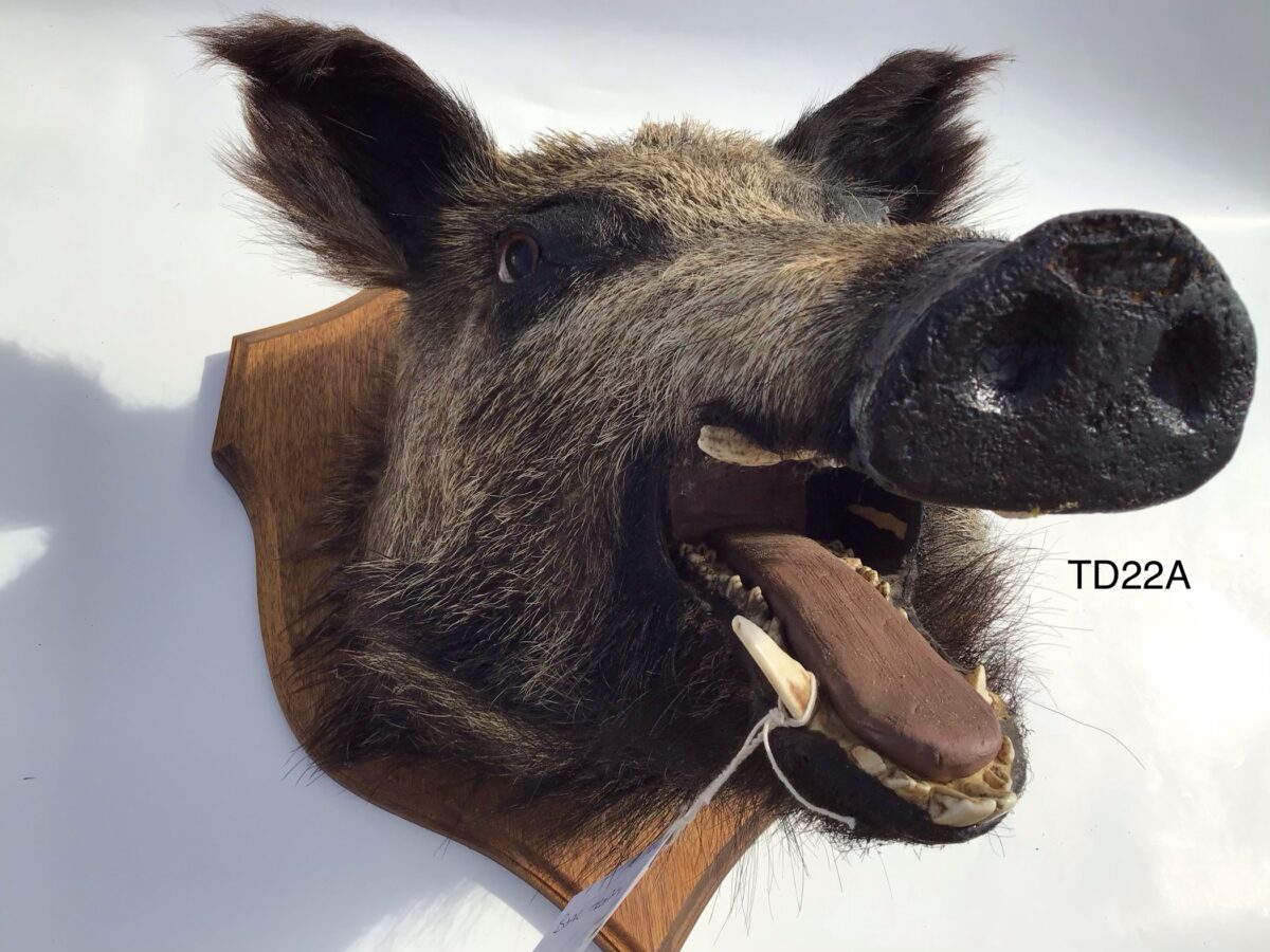 TD22A Boar trophy head on wooden shield - On The Square Emporium