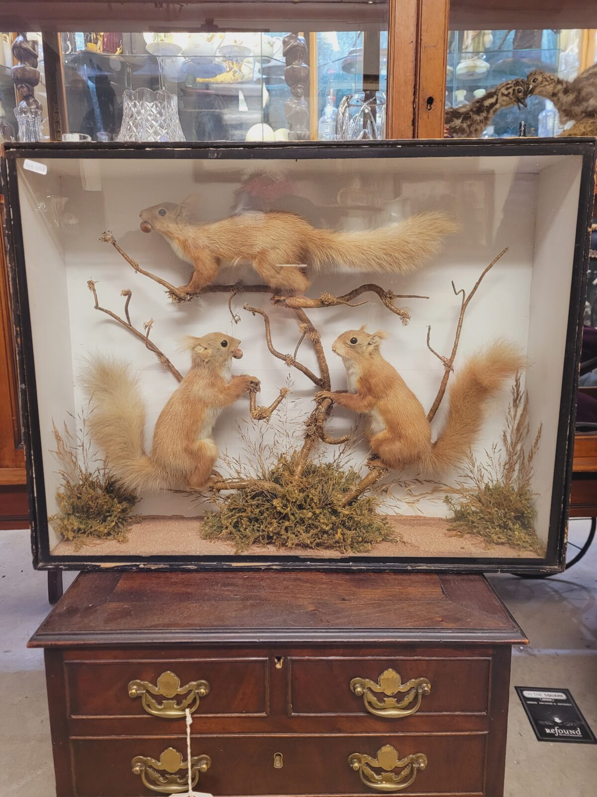 Taxidermy Squirrels Display Case - On The Square Emporium