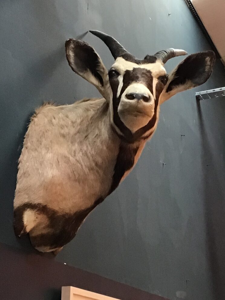 Oryx taxidermy Trophy [looking to side] - On The Square Emporium