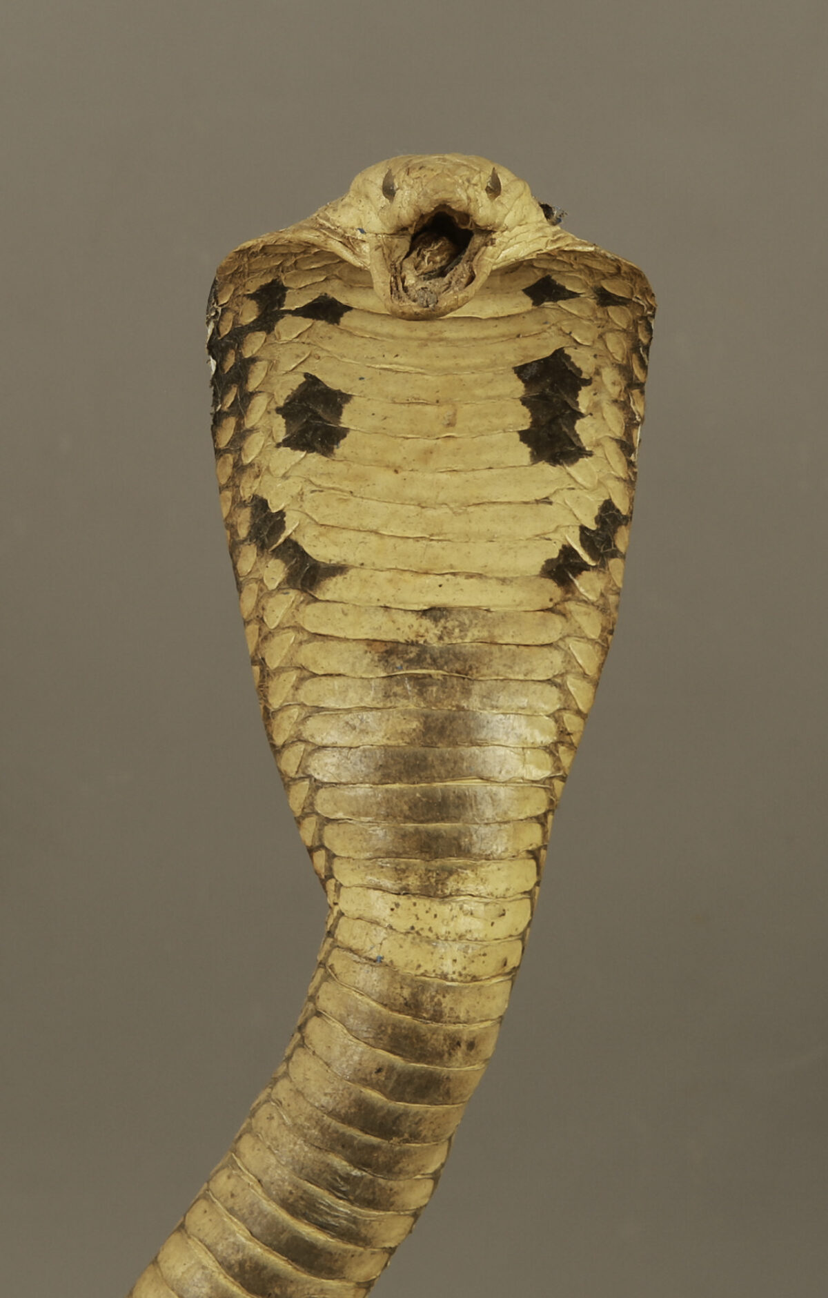 TD274 Taxidermy Cobra Snake - On The Square Emporium