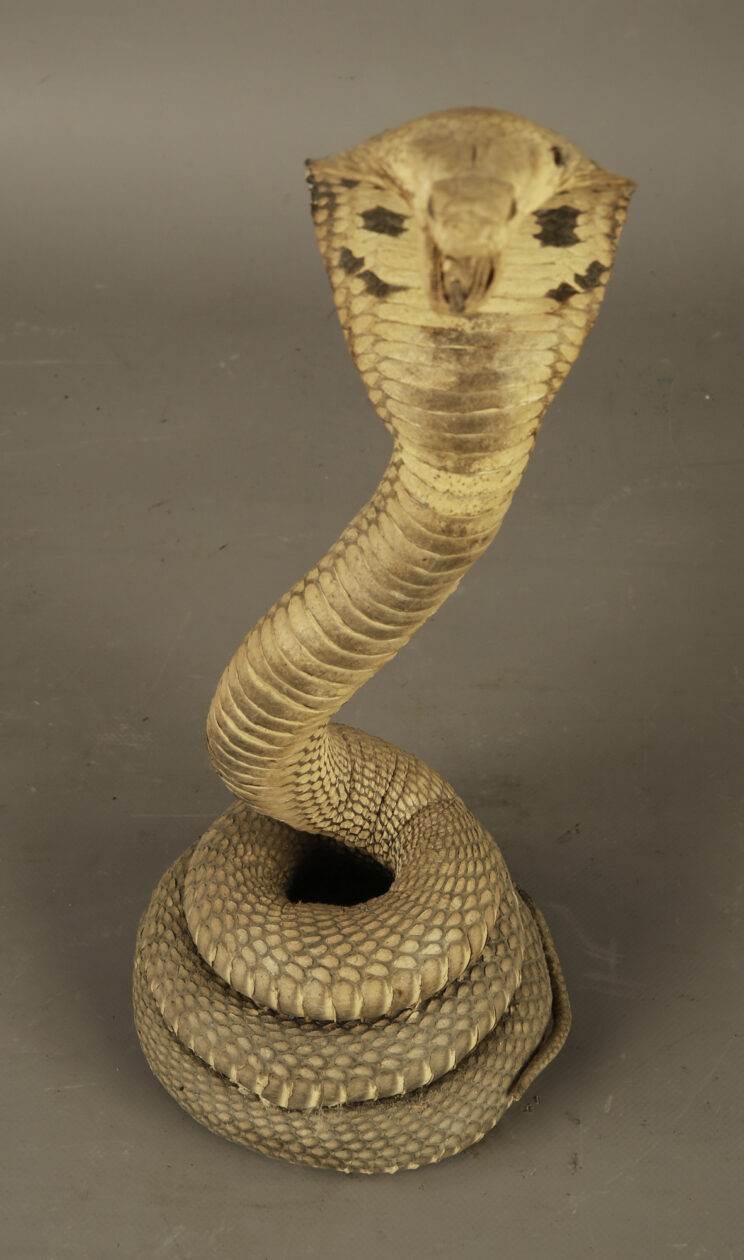 TD274 Taxidermy Cobra Snake - On The Square Emporium