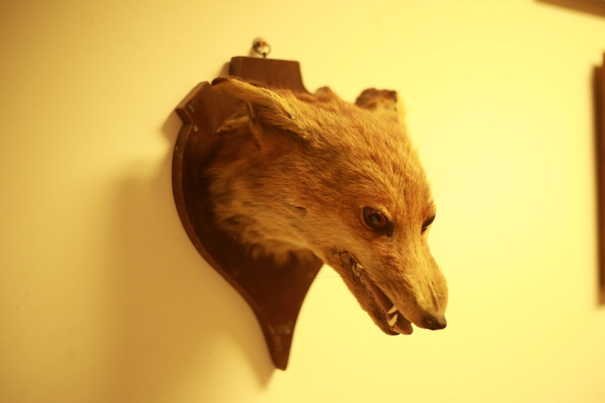 TD191 Fox Trophy - On The Square Emporium