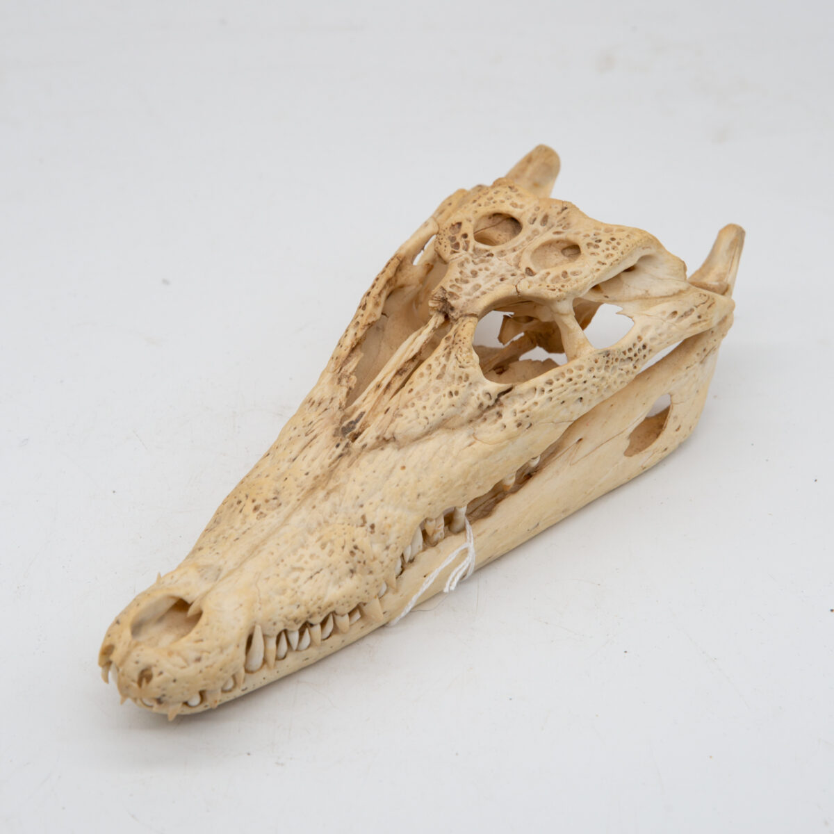 TD214 Caiman Crocodile Skull - On The Square Emporium