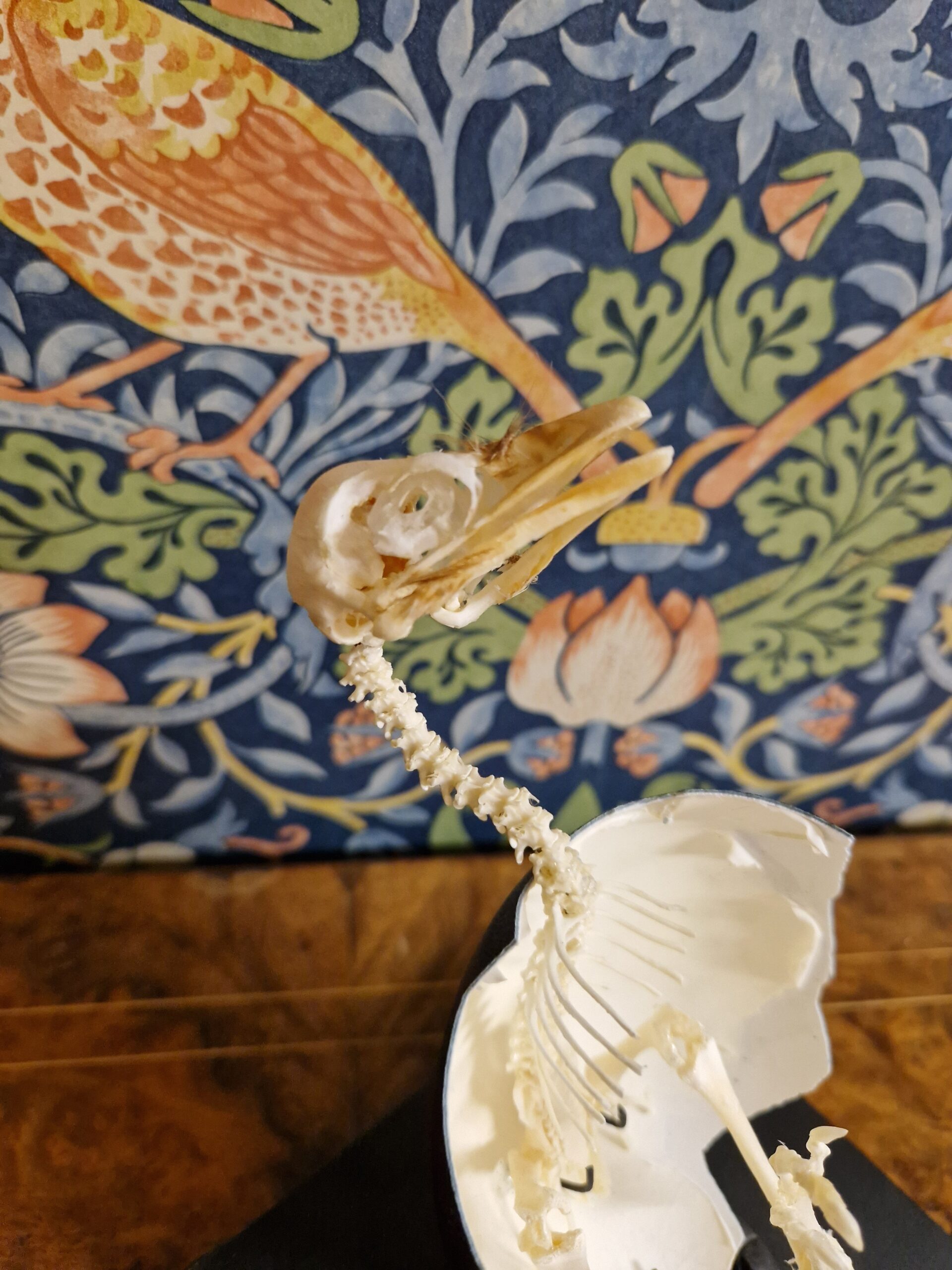 TD220 Emu Chick in Hatching Position - On The Square Emporium