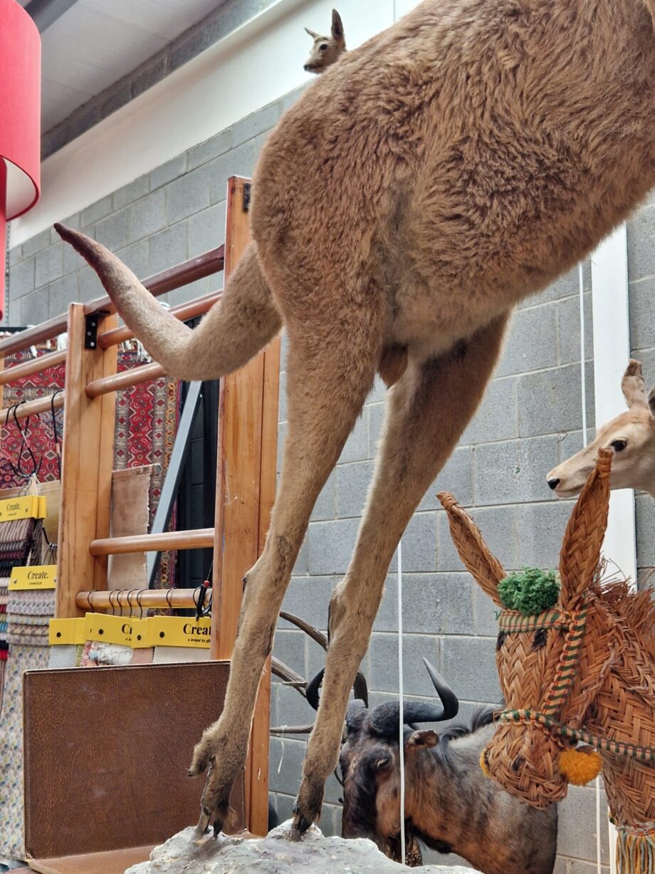 TD224 Full Taxidermy Kangaroo - On The Square Emporium