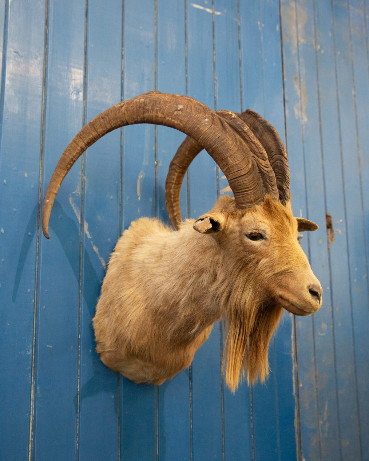 TD250 Bearded Goat Mount - On The Square Emporium