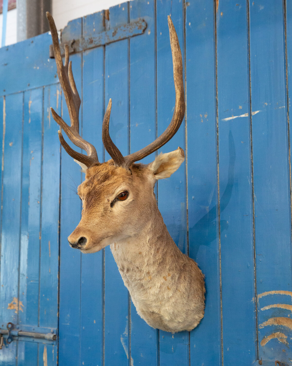 TD256 Deer Stag Mount - On The Square Emporium