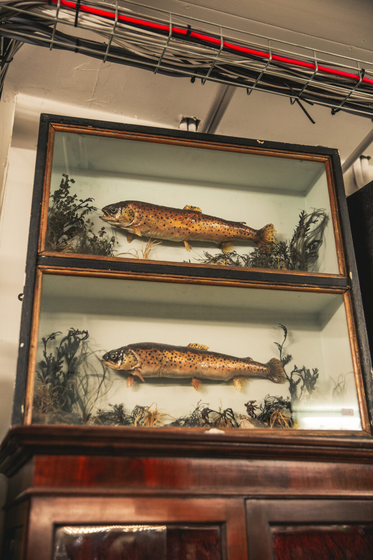 TD259 Trout Display Case - On The Square Emporium