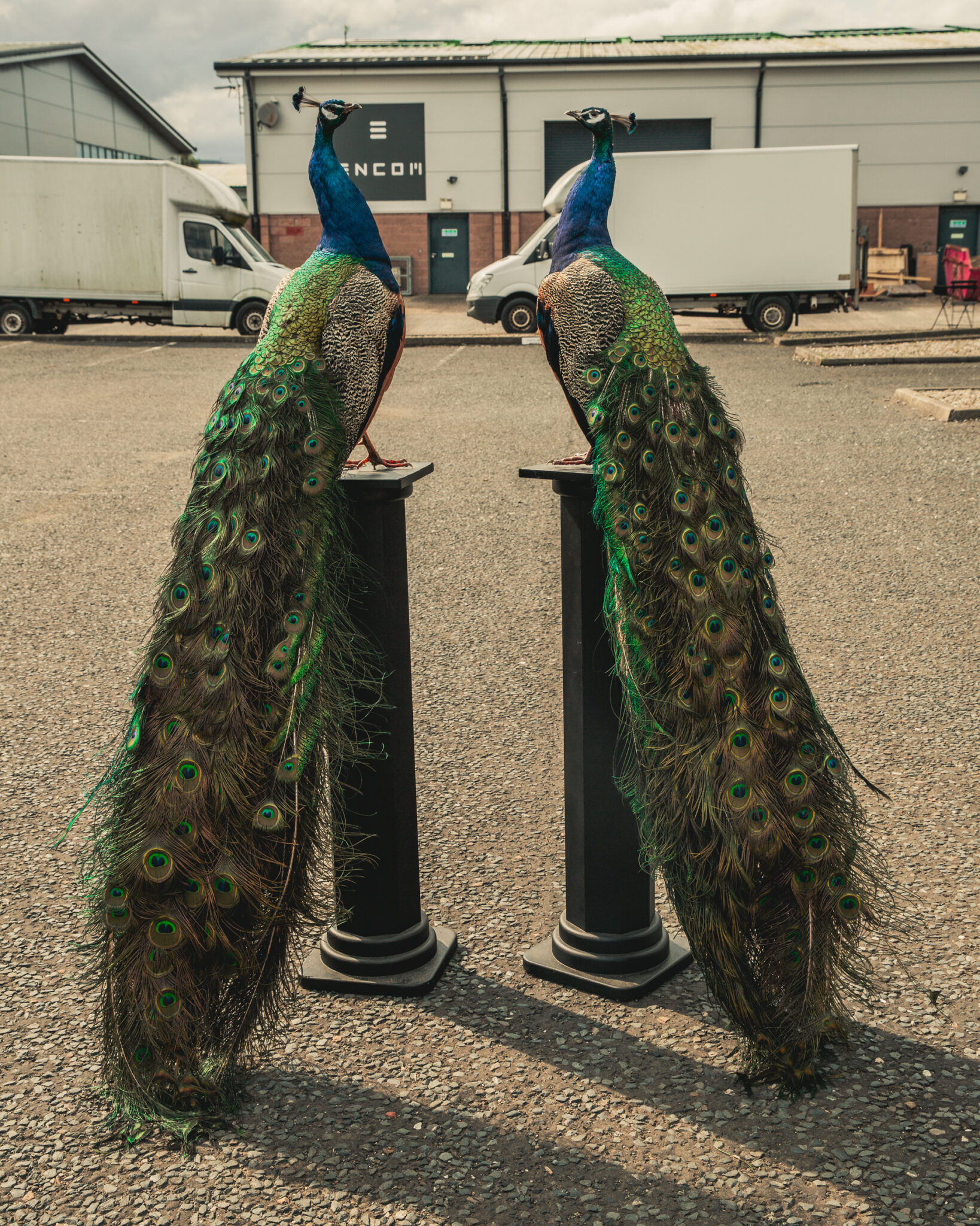 TD276 Pair of Peacocks on Plinths - On The Square Emporium