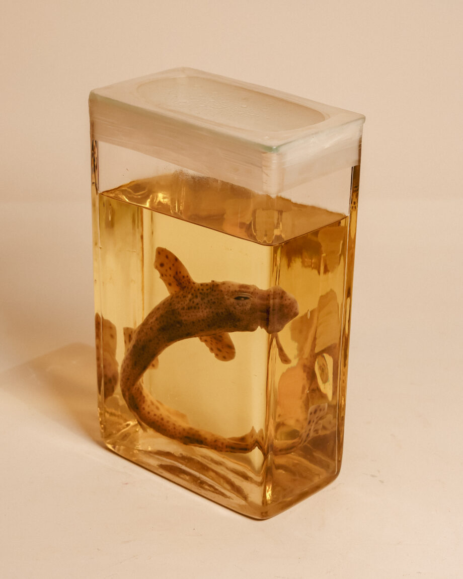 Lesser Spotted Dogfish Wet Specimen - On The Square Emporium