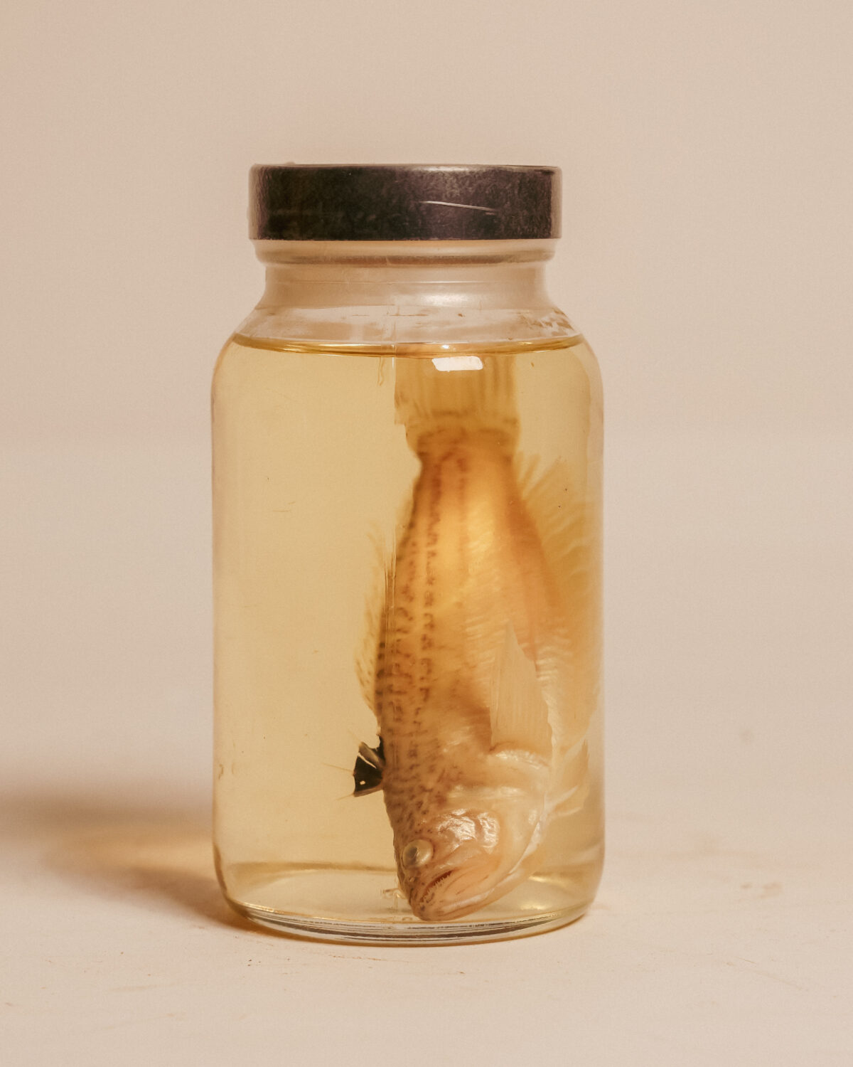 Lesser Weaver Fish Wet Specimen - On The Square Emporium