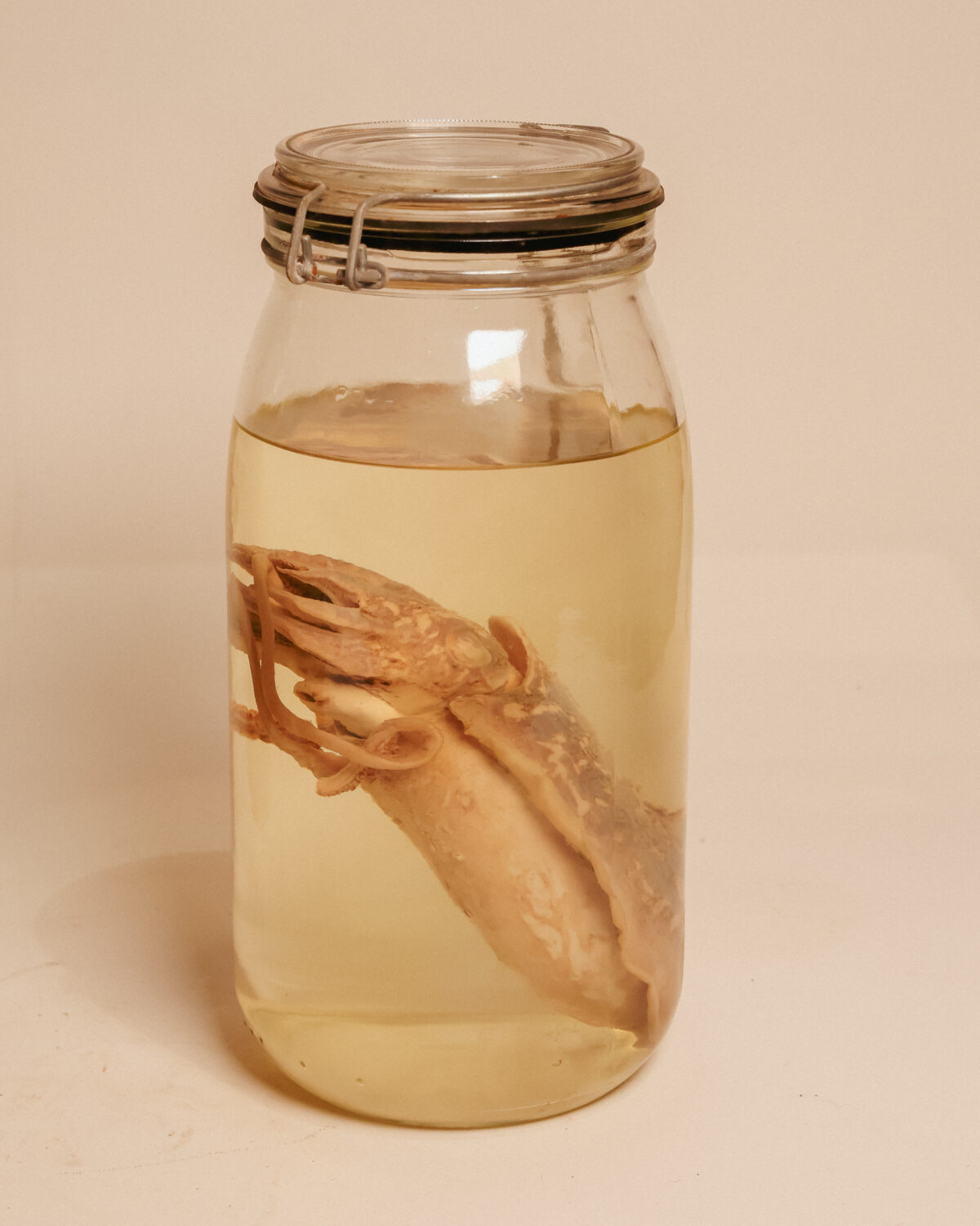 European Cuttlefish Wet Specimen - On The Square Emporium