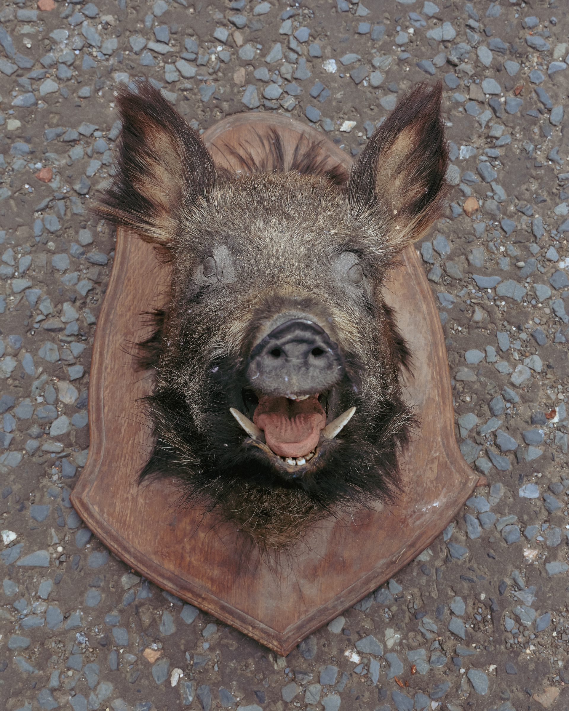 TD322 Boar Trophy - On The Square Emporium