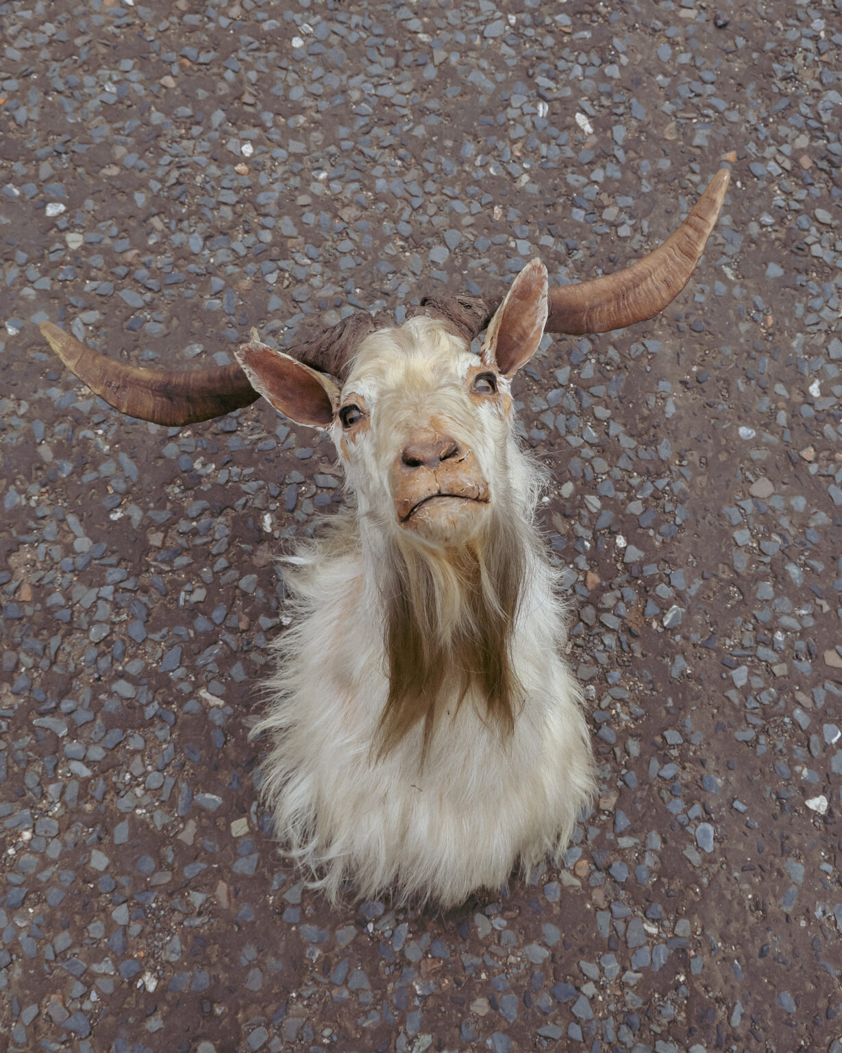TD323 Goat Shoulder Mount - On The Square Emporium
