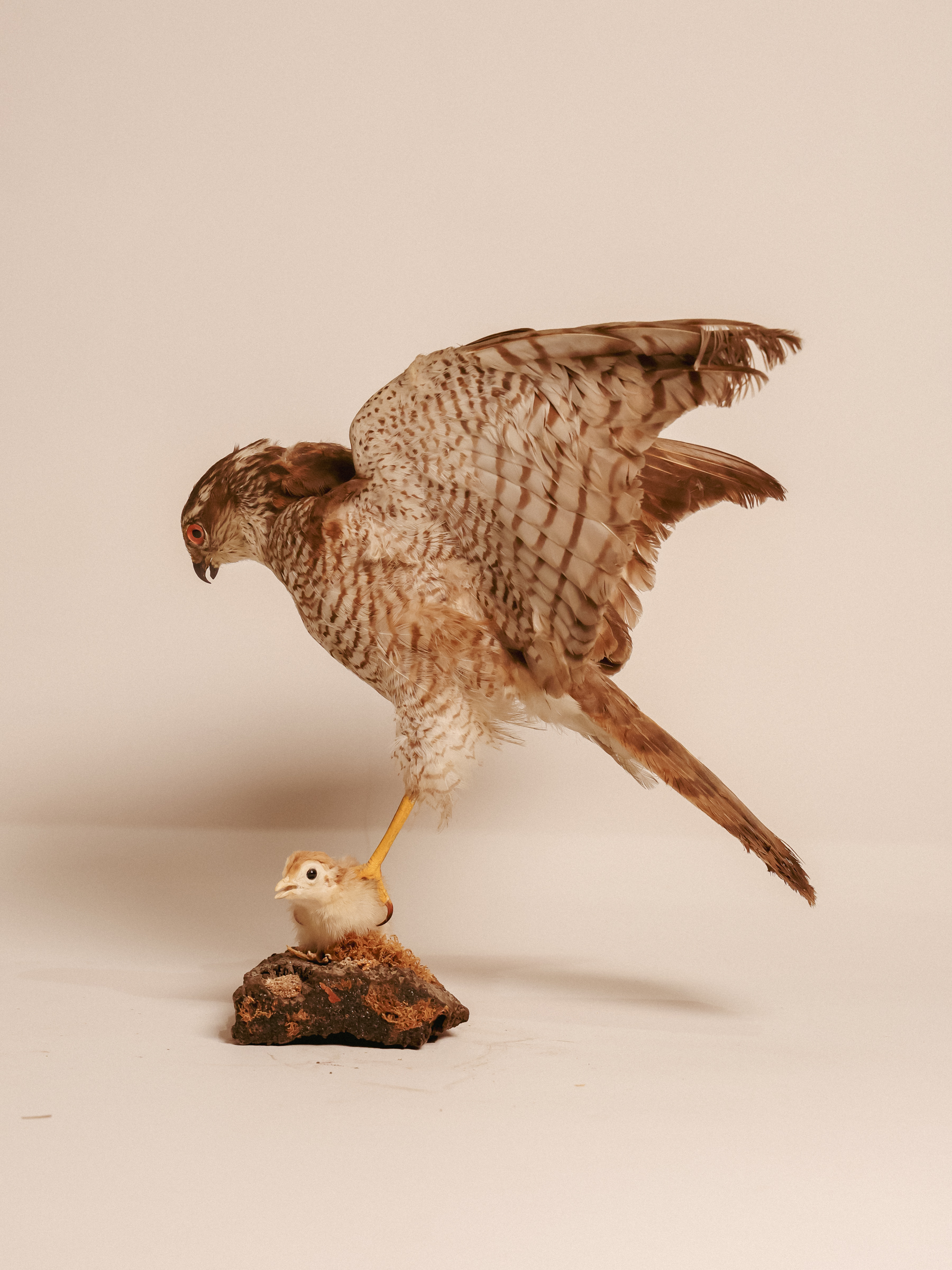 TD308 Sparrowhawk Catching Chick - On The Square Emporium