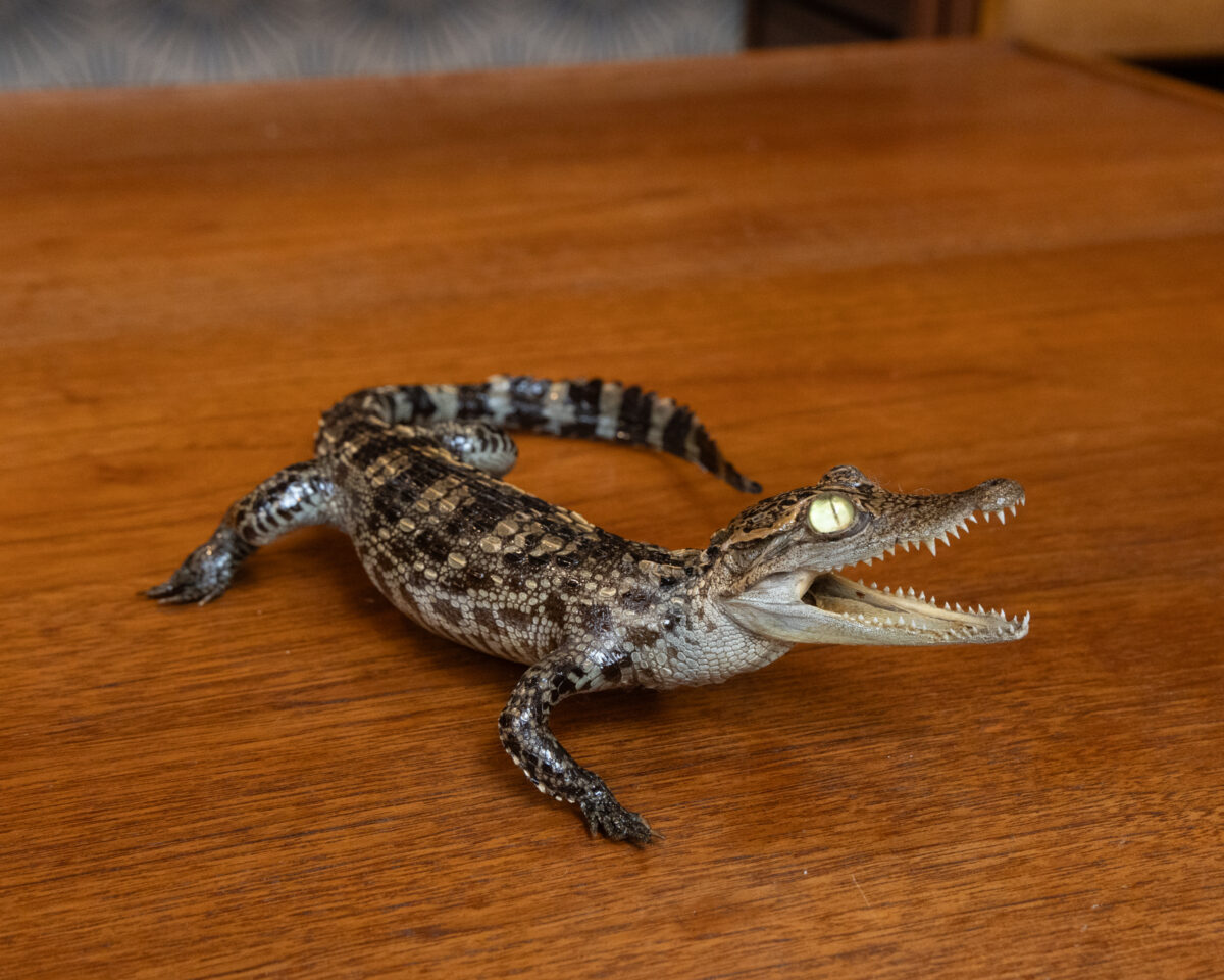 Taxidermy Baby Crocodile - On The Square Emporium