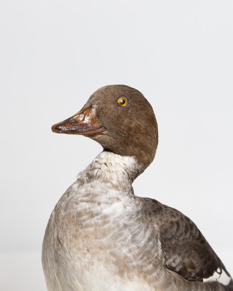 Taxidermy Female Goldeneye Duck - On The Square Emporium