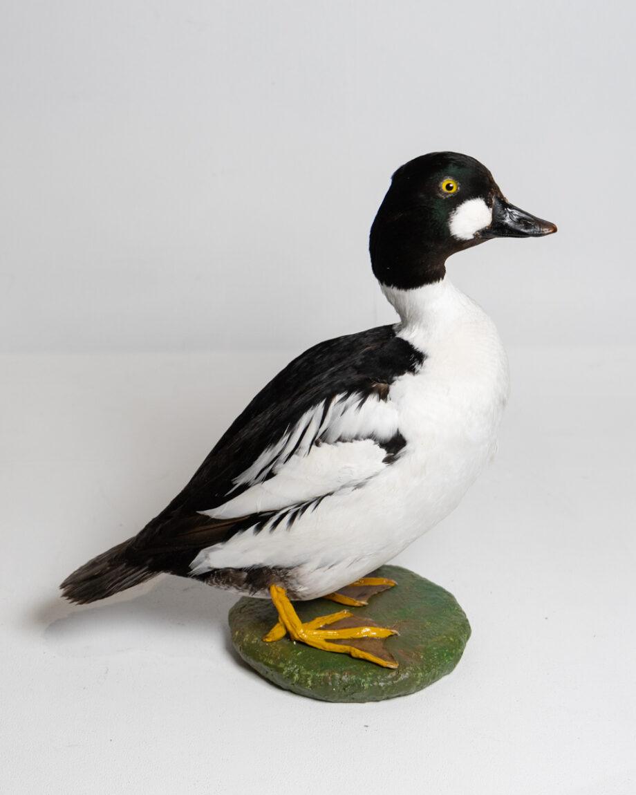 Taxidermy Male Goldeneye Duck - On The Square Emporium