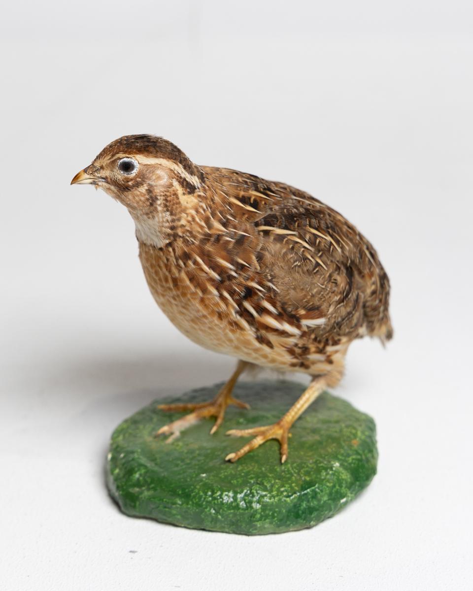 Taxidermy Quail on Display Base - On The Square Emporium
