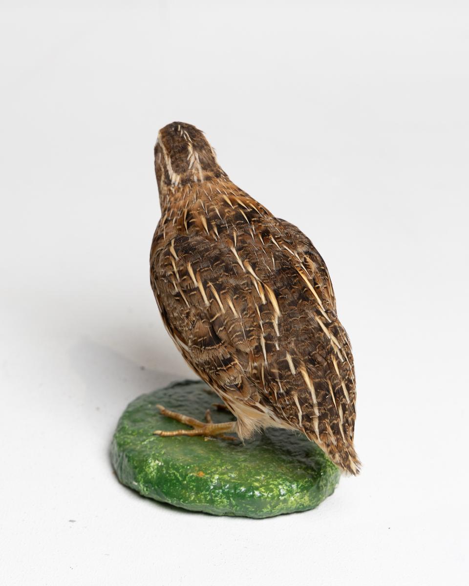 Taxidermy Quail on Display Base - On The Square Emporium