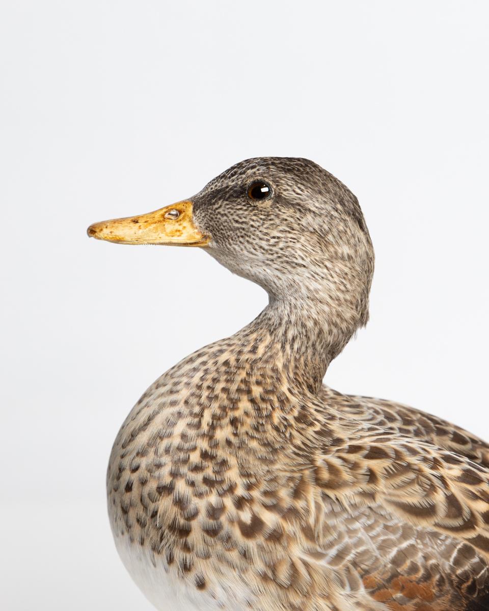 Taxidermy Female Mallard - On The Square Emporium