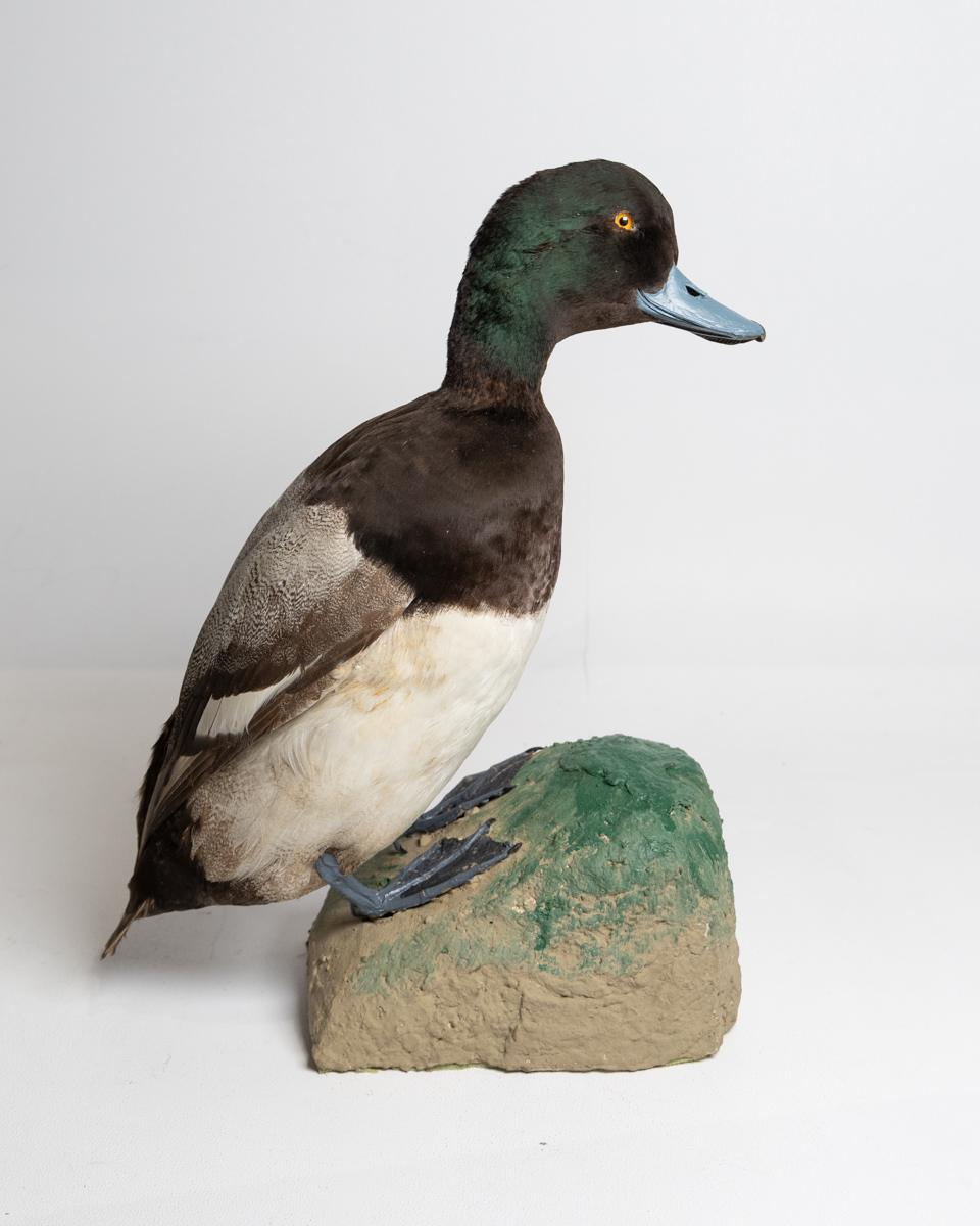 Taxidermy Male Scaup - On The Square Emporium