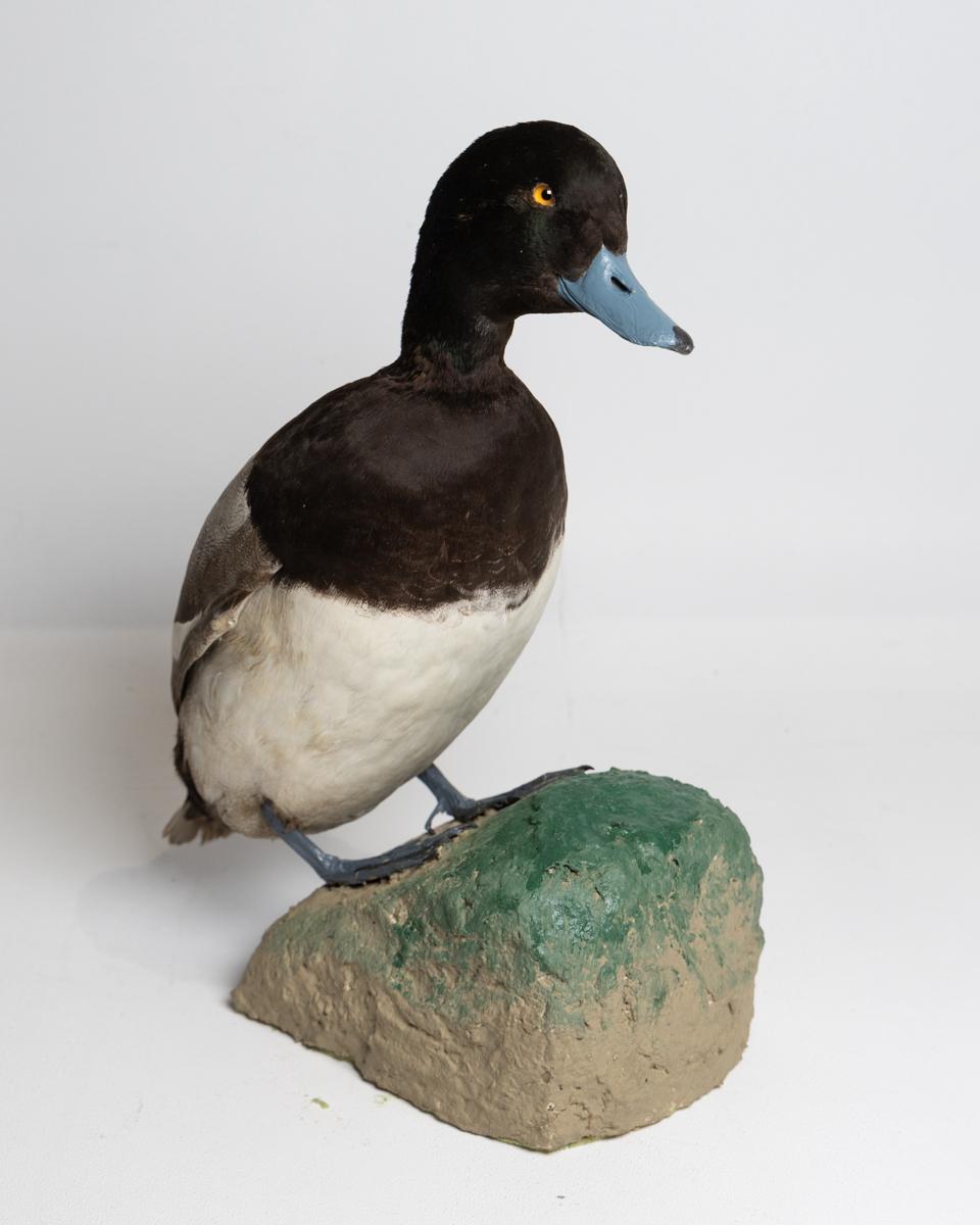 Taxidermy Male Scaup - On The Square Emporium