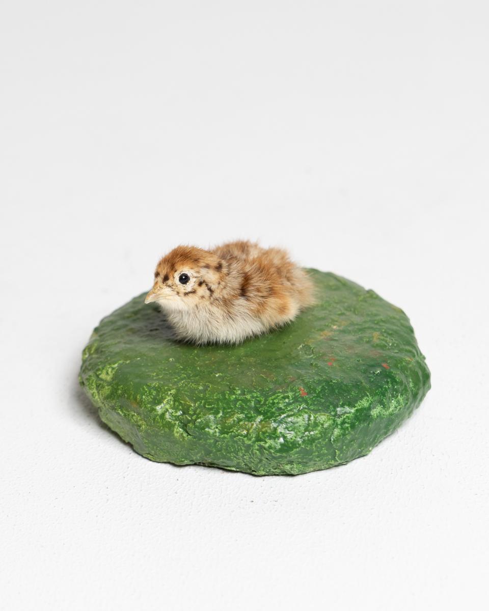 Taxidermy Grey Partridge Chick - On The Square Emporium