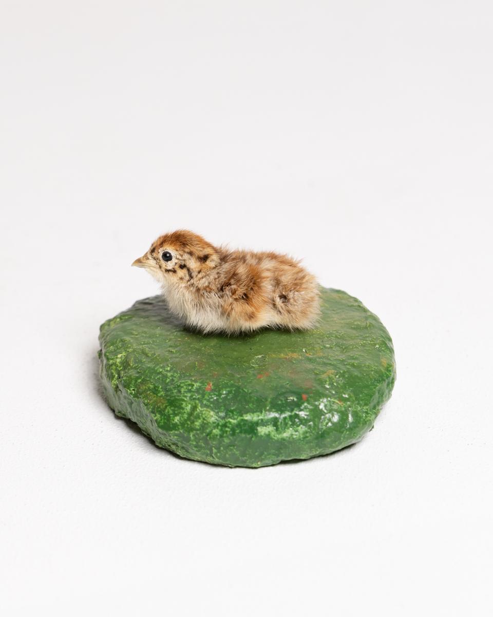 Taxidermy Grey Partridge Chick - On The Square Emporium