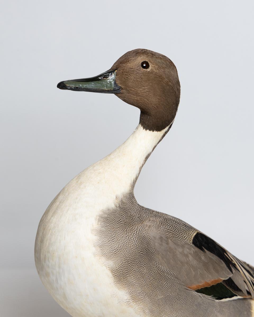 Taxidermy Male Northern Pintail Duck - On The Square Emporium
