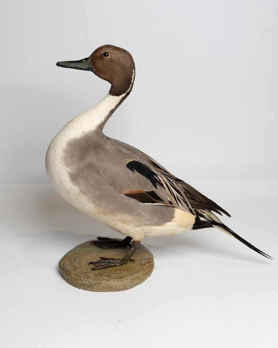 Taxidermy Male Northern Pintail Duck - On The Square Emporium