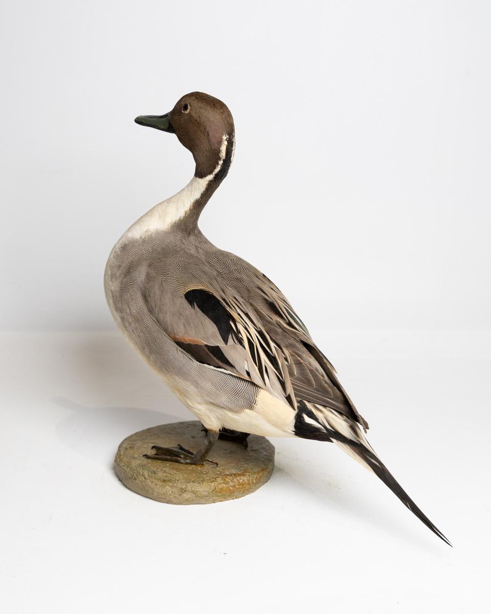 Taxidermy Male Northern Pintail Duck - On The Square Emporium