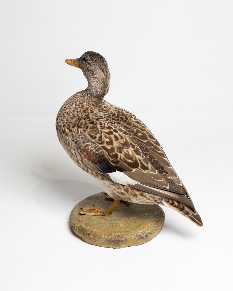 Taxidermy Female Mallard - On The Square Emporium