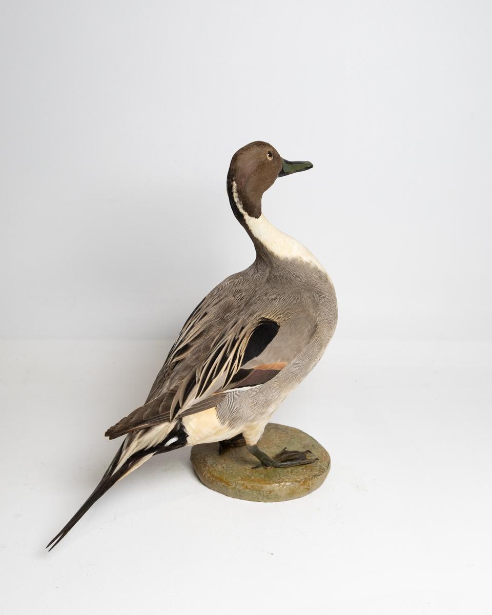 Taxidermy Male Northern Pintail Duck - On The Square Emporium