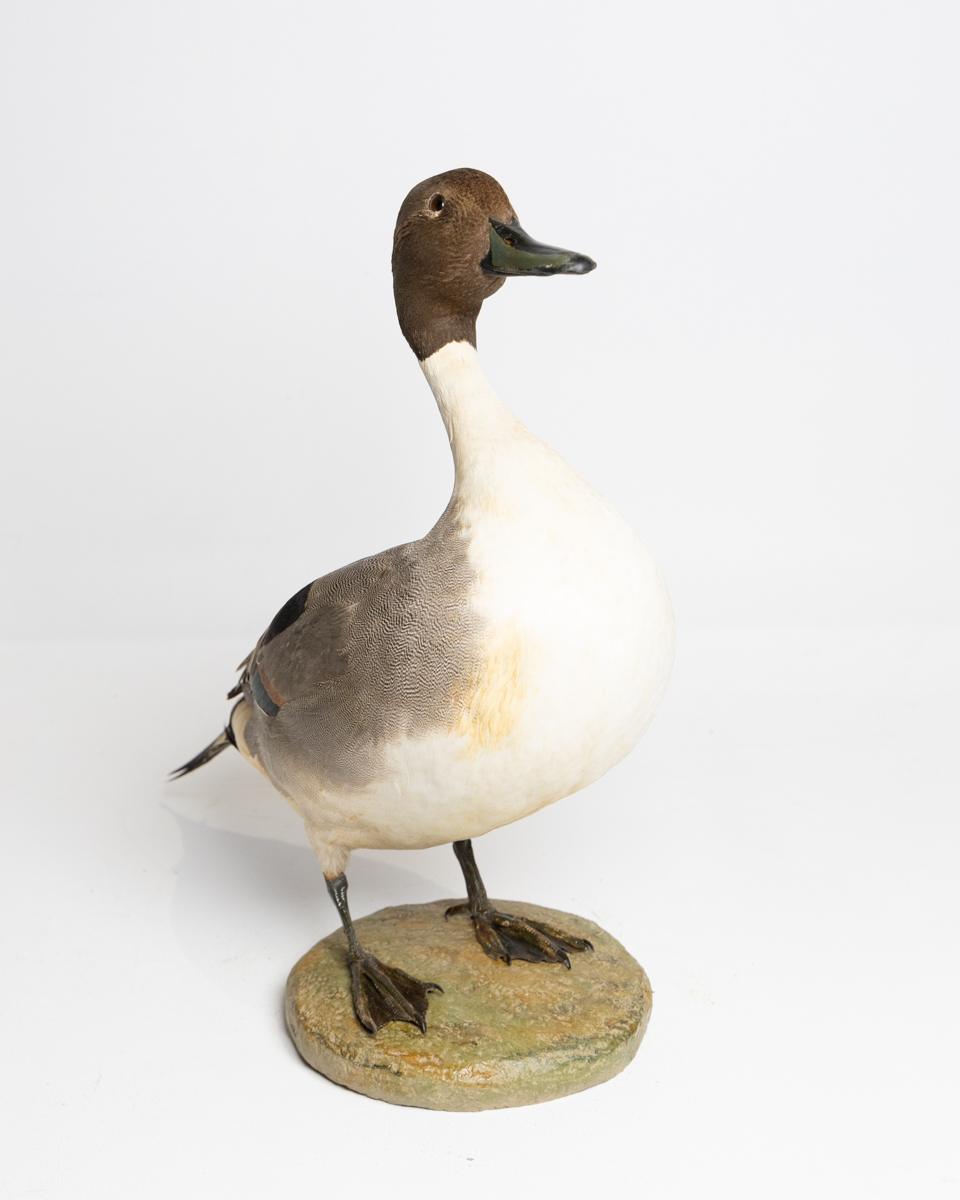 Taxidermy Male Northern Pintail Duck - On The Square Emporium