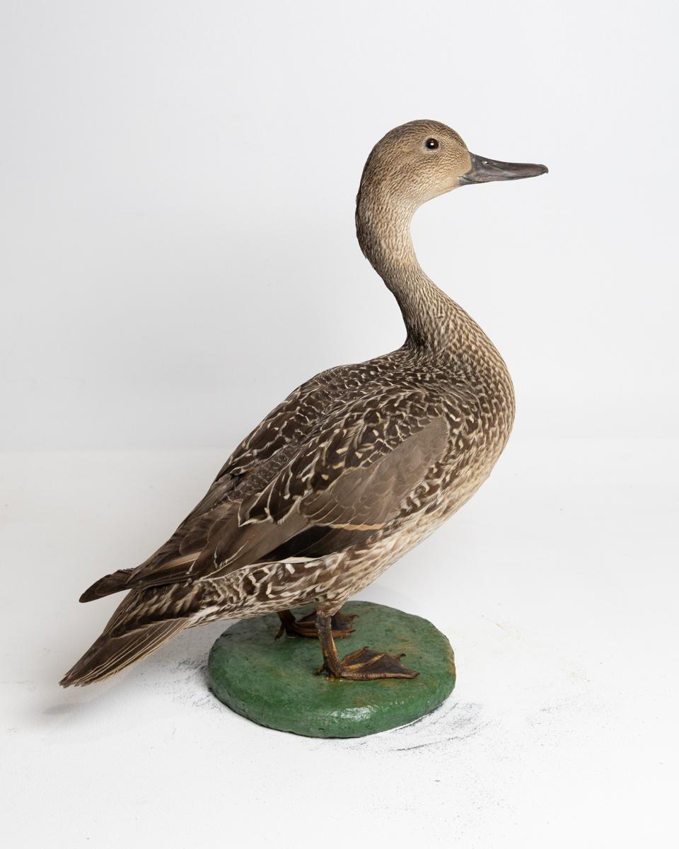 Taxidermy Female Shoveler Duck - On The Square Emporium