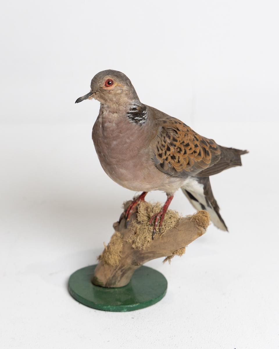 Taxidermy Turtle Dove - On The Square Emporium
