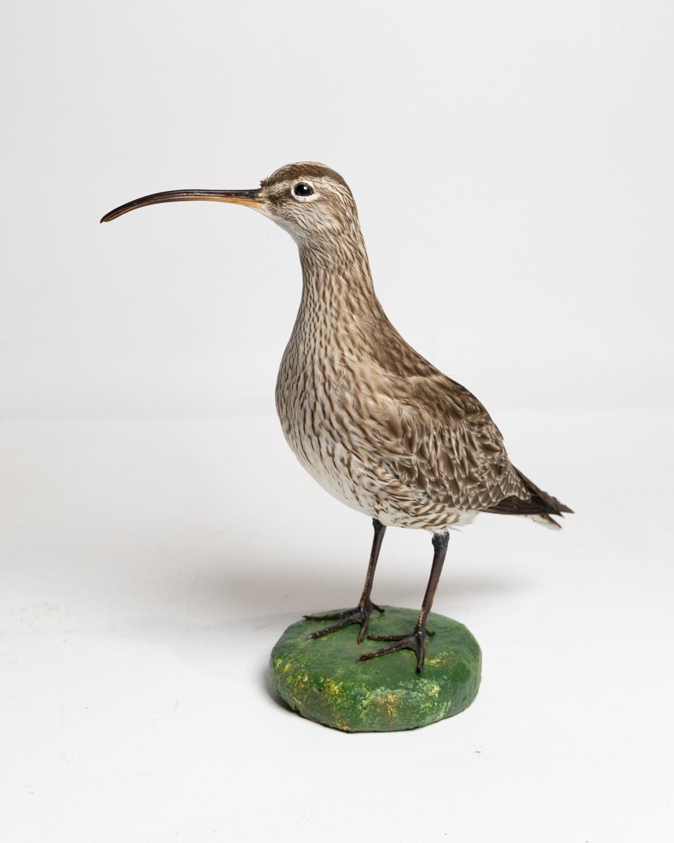 Taxidermy Slender-billed Curlew - On The Square Emporium