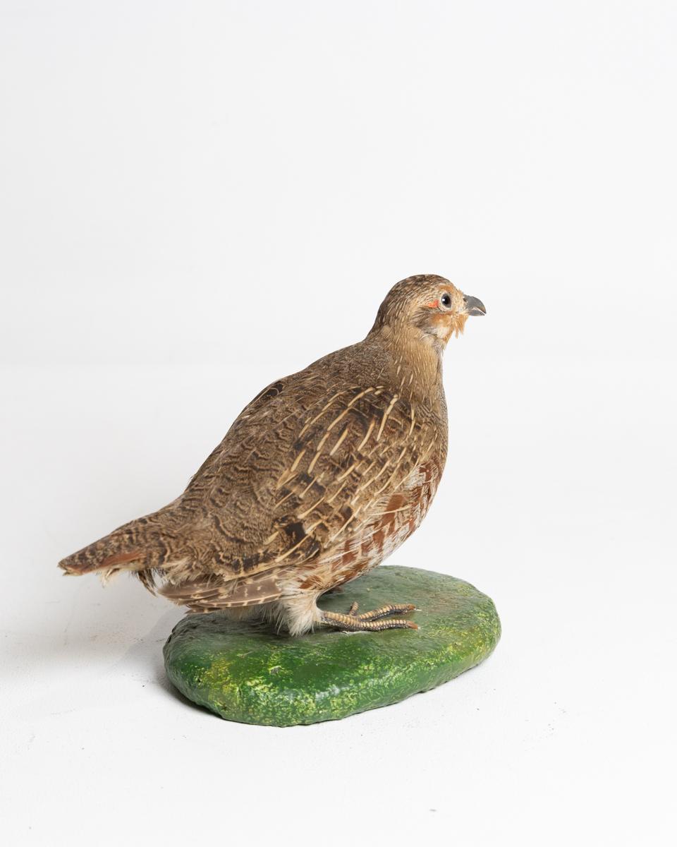Taxidermy Grey Partridge - On The Square Emporium
