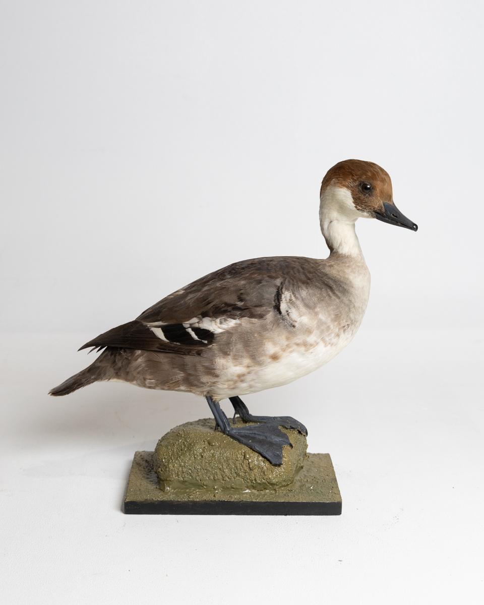 Taxidermy Smew - On The Square Emporium