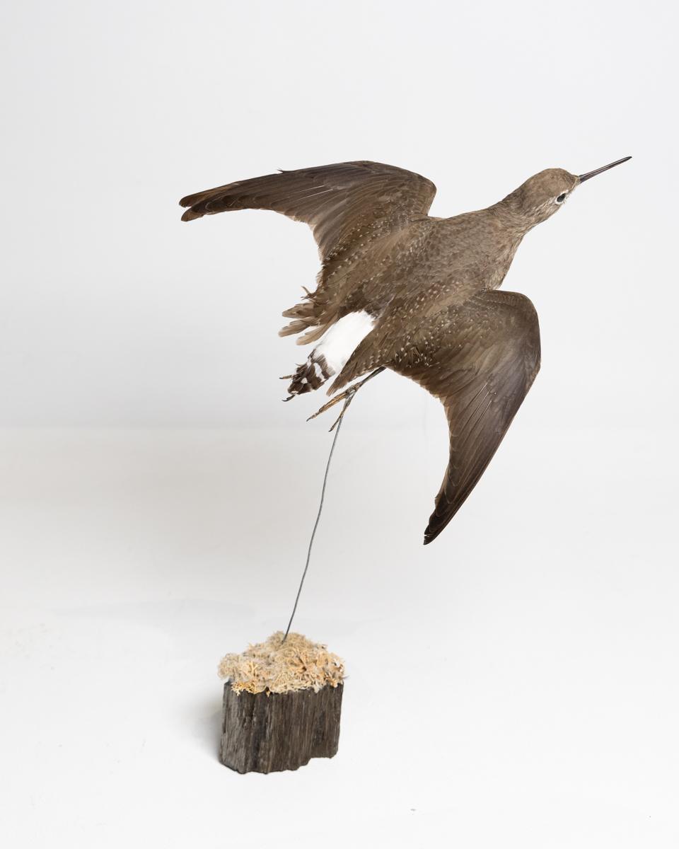 Taxidermy Green Sandpiper in Flight - On The Square Emporium