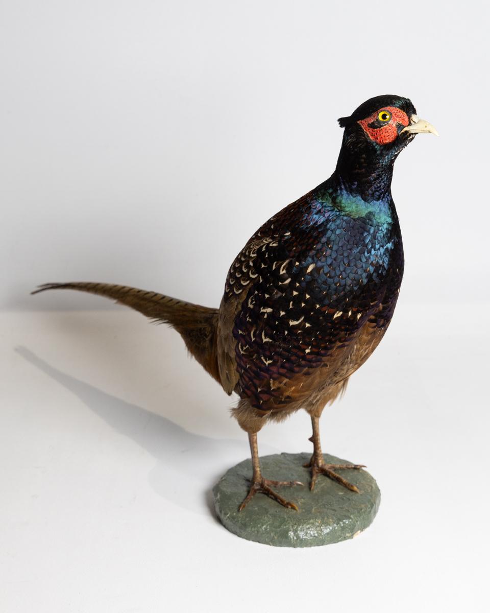 Taxidermy Pretty Pheasant - On The Square Emporium