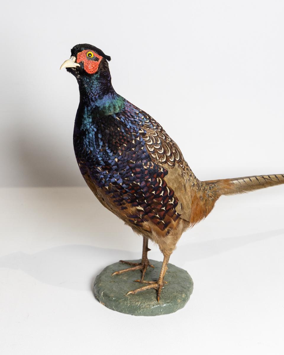 Taxidermy Pretty Pheasant - On The Square Emporium