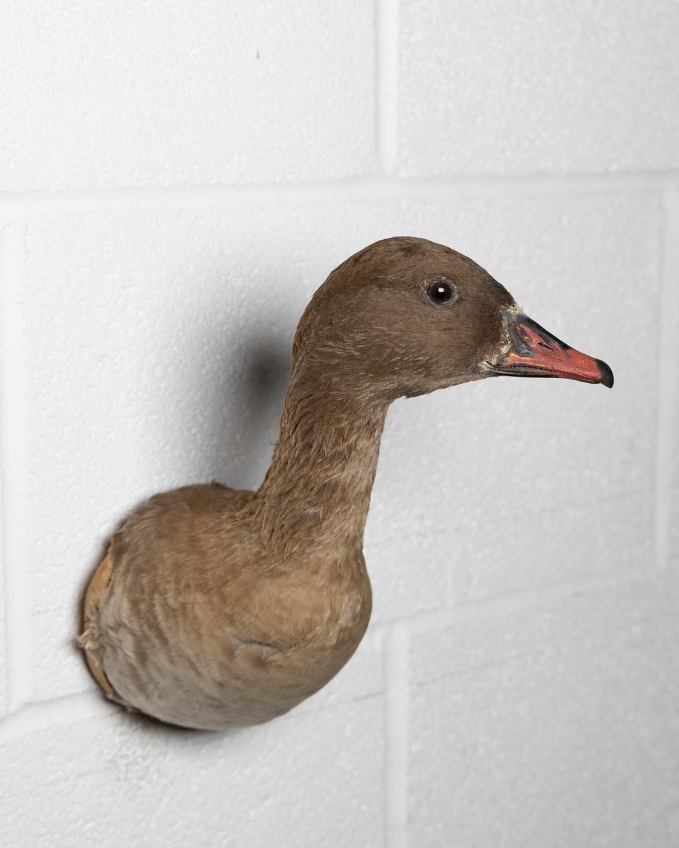 Taxidermy Pink-footed Goose Wall Mount - On The Square Emporium